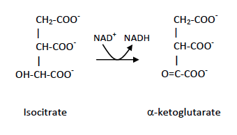 Isocitrate Dehydrogenase Reaction