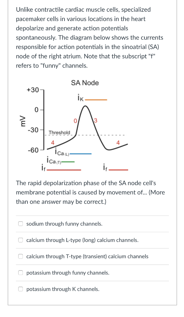 Solved Unlike contractile cardiac muscle cells, specialized | Chegg.com