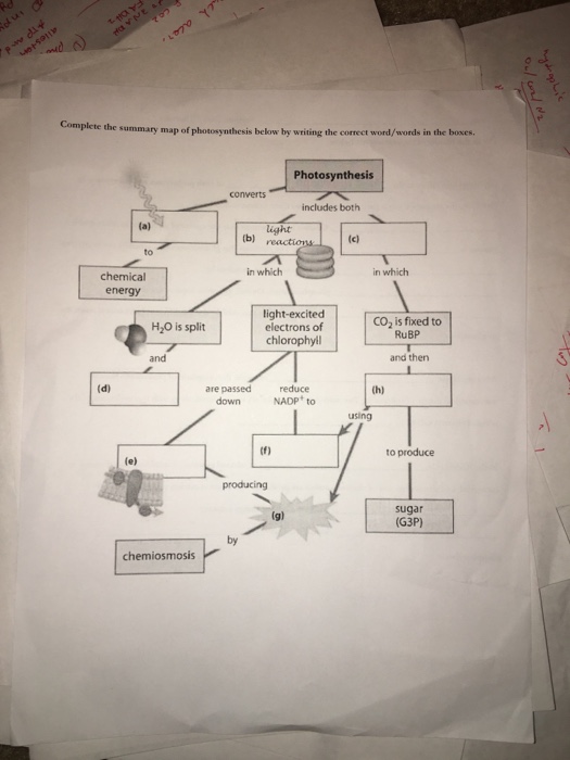 Solved Complete the summary map of photosynthesis below by | Chegg.com