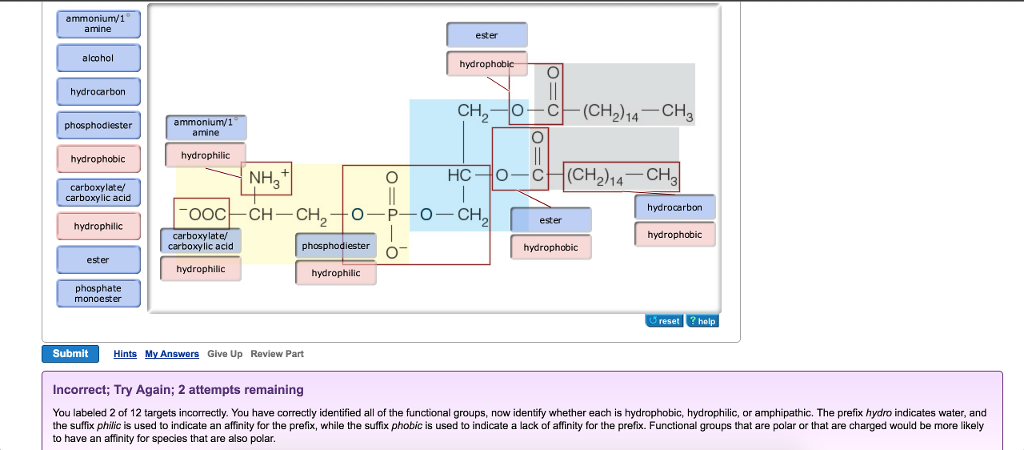 Solved Identify the organic functional groups or structures | Chegg.com