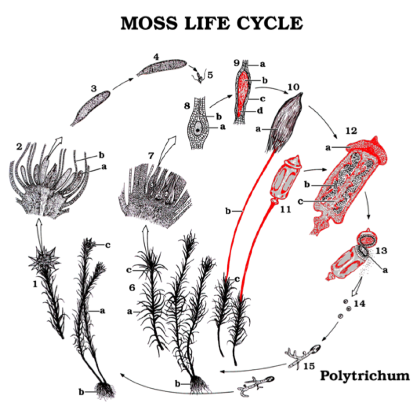 Moss Life Cycle