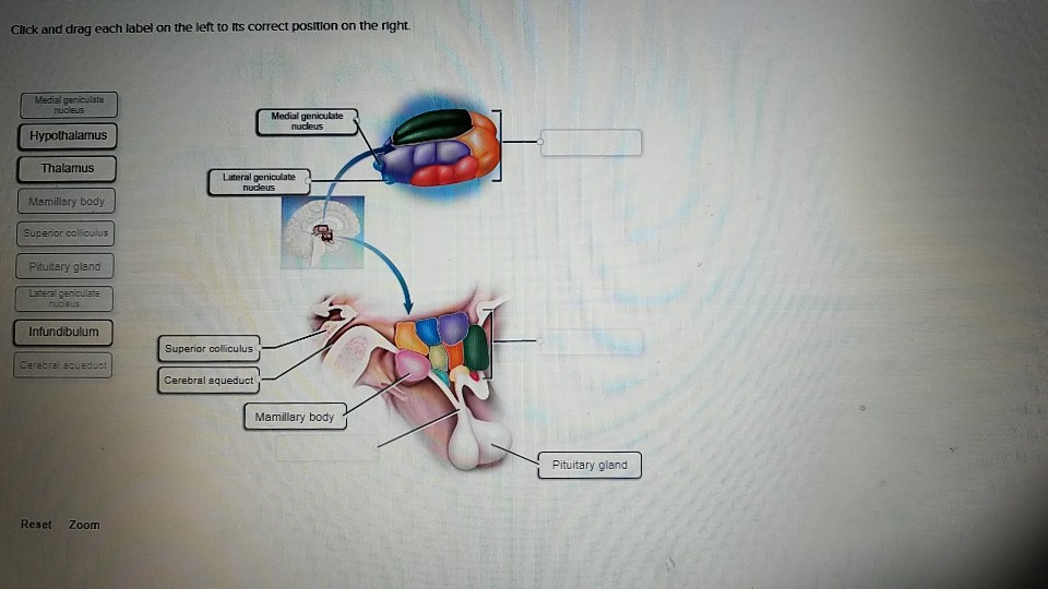 Solved Click and drag each label on the left to its correct | Chegg.com