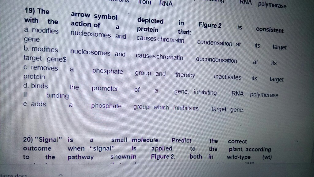 Solved RNA from RNA polymerase 19) The arrow symbol depicted | Chegg.com