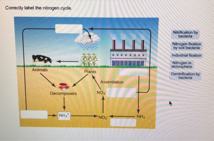 Solved Correctly label the nitrogen cycle. Animals Plants | Chegg.com