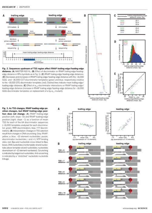 Summarize the DNA scrunching paper.State question the | Chegg.com