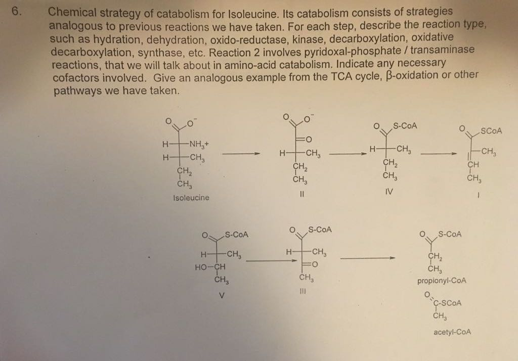 Solved 6. Chemical strategy of catabolism for Isoleucine. | Chegg.com