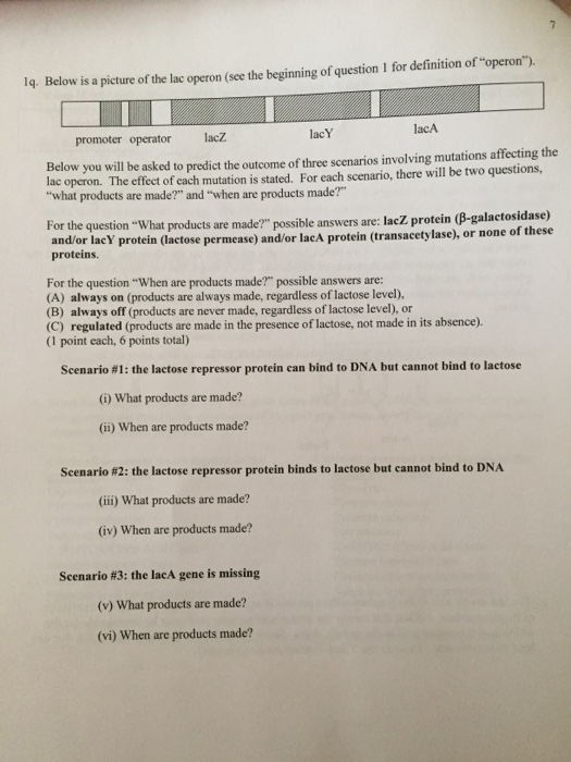 Solved Below is a picture of the lac operon (set the | Chegg.com