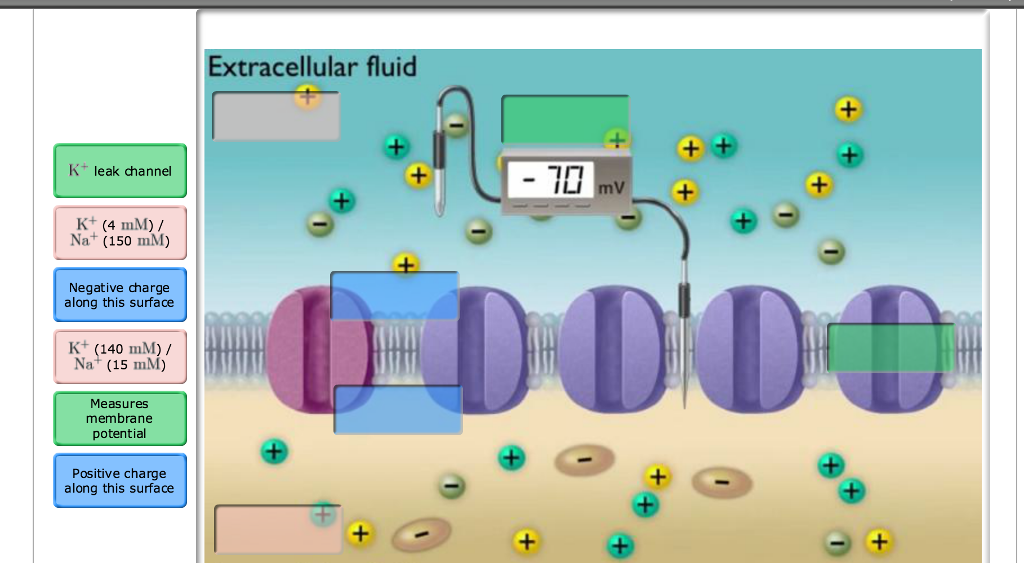 Solved Drag the resting membrane determinants to their | Chegg.com