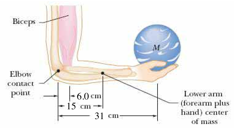 Solved A bowler holds a bowling ball with mass M = 6.8 kg in | Chegg.com Solved A bowler holds a bowling ball with mass M = 6.8 kg in | Chegg.com