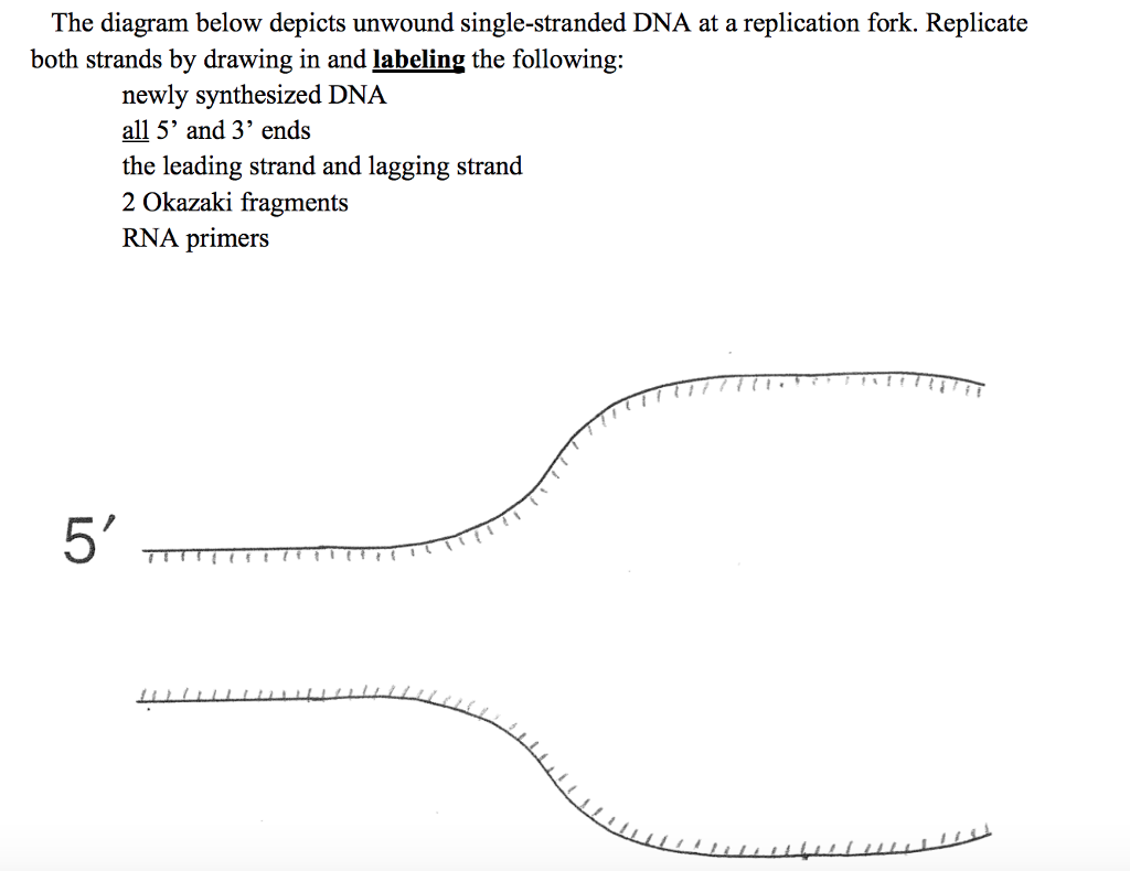 Solved The diagram below depicts unwound single-stranded DNA | Chegg.com