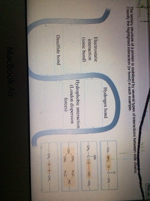 Solved the tertiary structure of a protein is stabilized by | Chegg.com