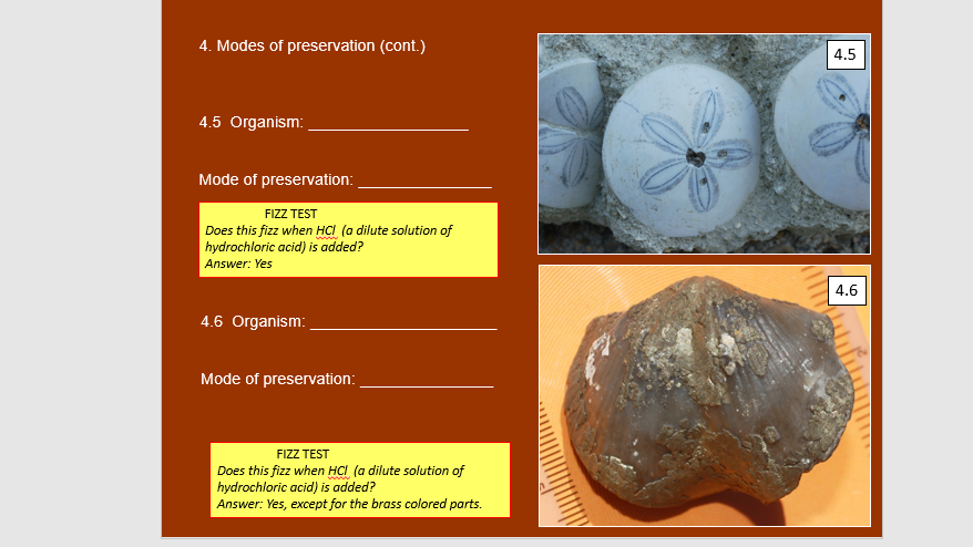 Solved Identify the Modes of Preservation and the Organism. | Chegg.com