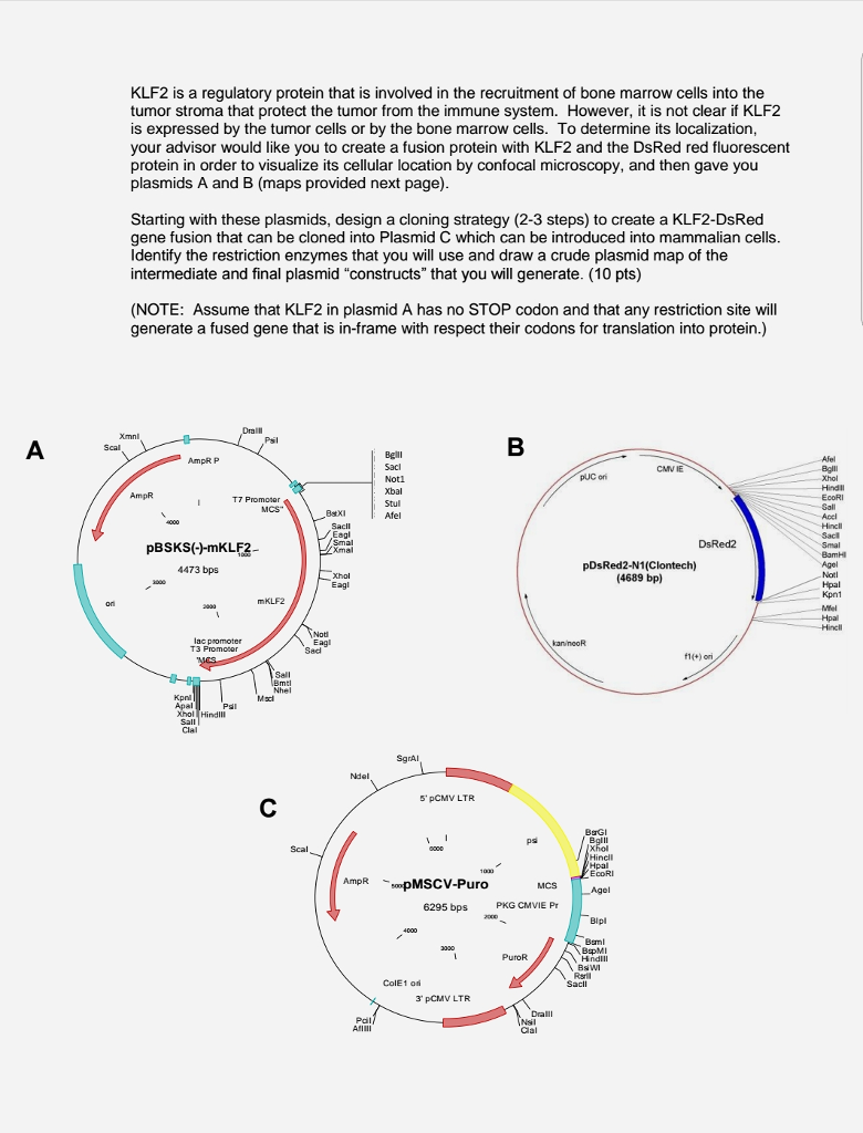 Solved KLF2 is a regulatory protein that is involved in the | Chegg.com