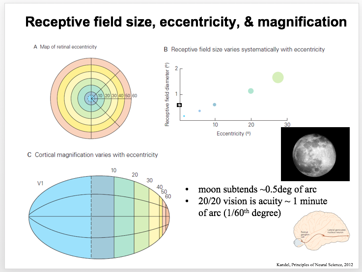 Solved A Map of retinal eccentricity B Receptive field size | Chegg.com