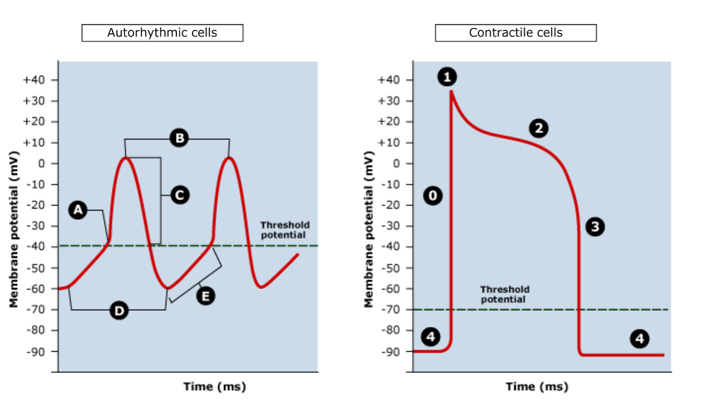 Solved Autorhythmic cells Contractile cells +40 +30 +20 +10 | Chegg.com