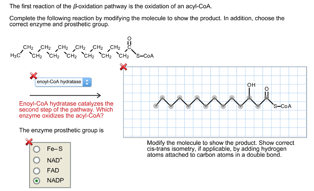 Solved The first reaction of the B-oxidation pathway is the | Chegg.com