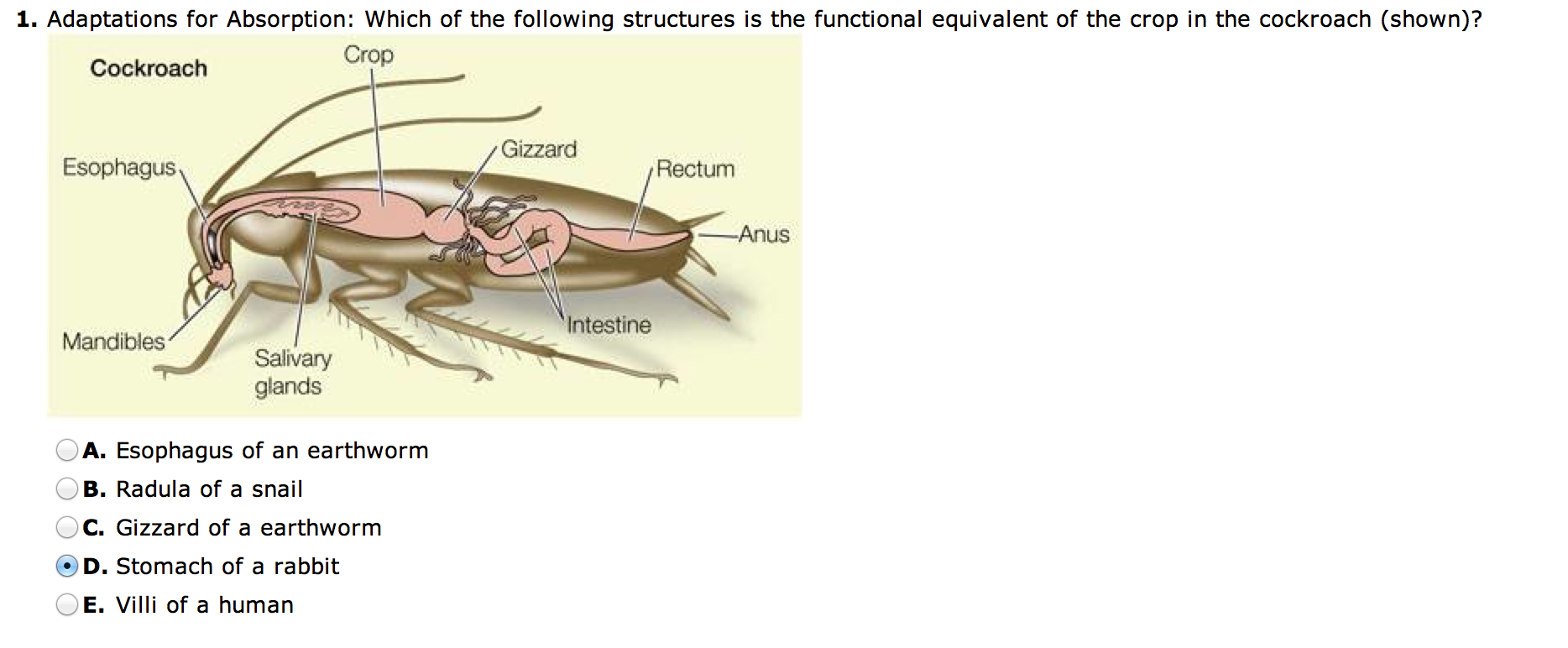 Solved Adaptations for Absorption: Which of the following | Chegg.com