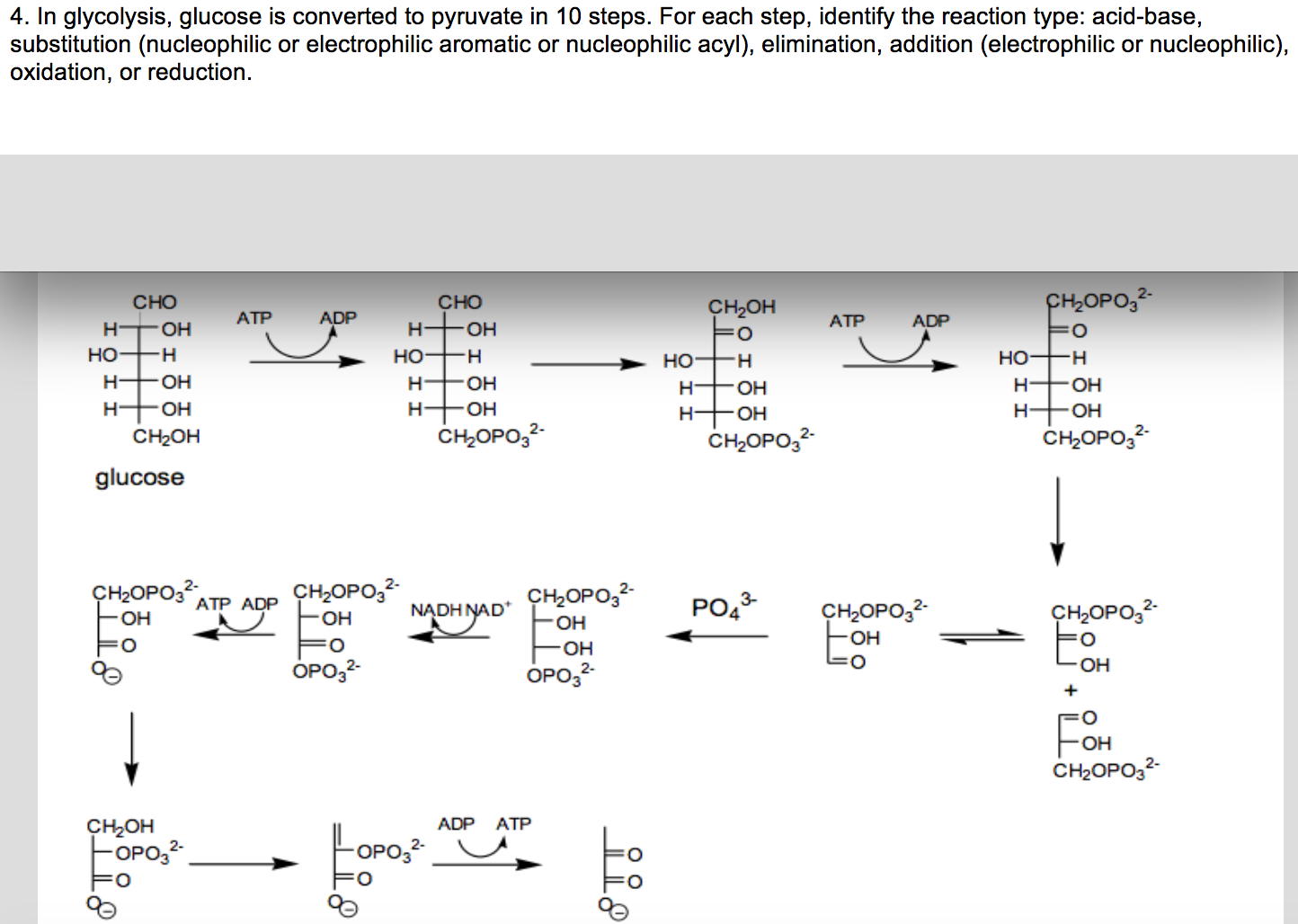 Solved In glycolysis, glucose is converted to pyruvate in 10 | Chegg.com