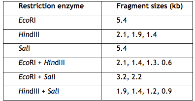Solved Fragment sizes (kb) Restriction enzyme EcORI Hindill | Chegg.com