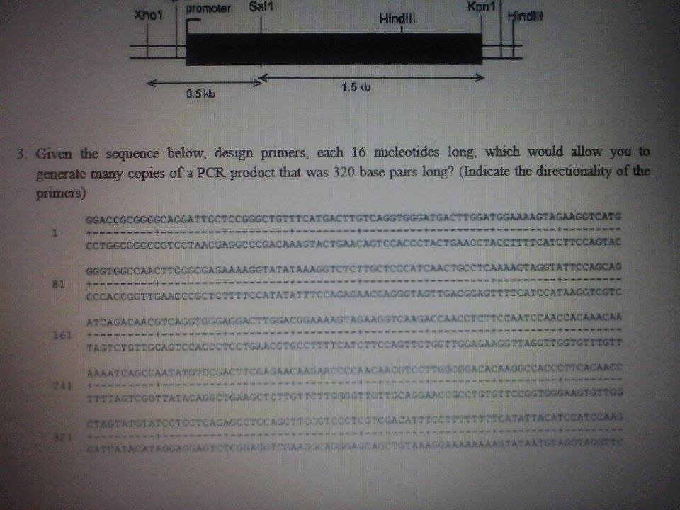 Solved Given the sequence below, design primers each 16 | Chegg.com