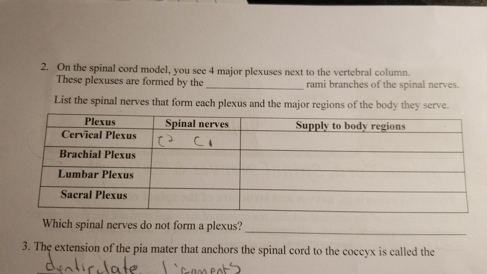 Solved On the spinal cord model, you see 4 major plexuses | Chegg.com
