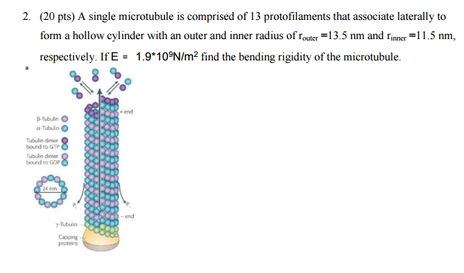 Solved A single microtubule is comprised of 13 | Chegg.com