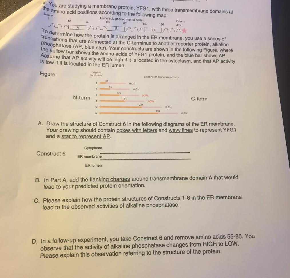 Cells Free Fulltext Membrane Transporters For Amino Acids As