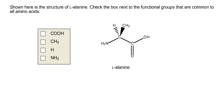 Solved Shown here is the structure of L-alanine. Check the | Chegg.com