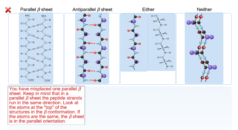 Solved Sort each peptide chain as part of a parallel %u03B2 | Chegg.com