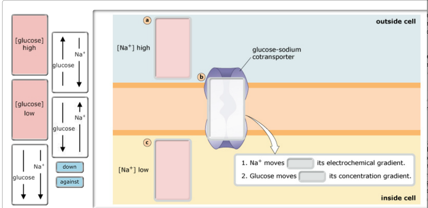 Glucose Sodium Cotransporter Diagram