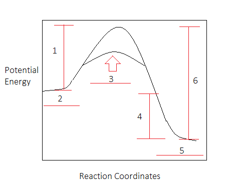 Potential Energy Diagram Labeled