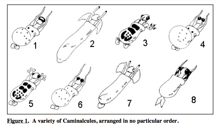 Carefully examine the eight Caminalcules | Chegg.com