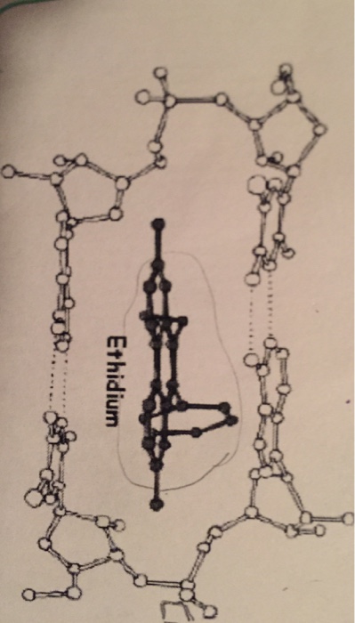 Solved 3. DNA structure Ethidium bromide (EtBr) is a flat | Chegg.com