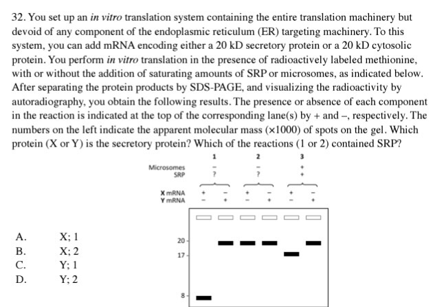 Solved You set up an in vitro translation system containing | Chegg.com