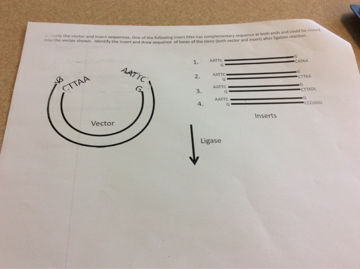 Solved Study the vector and insert sequences. One of the | Chegg.com