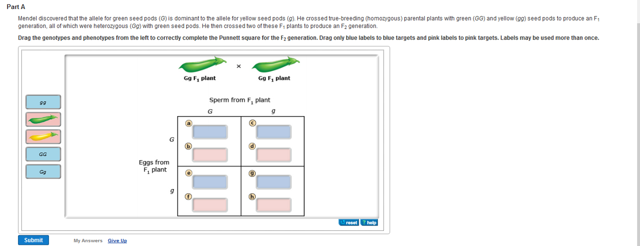 Solved Mendel discovered that the allele for green seed pods | Chegg.com
