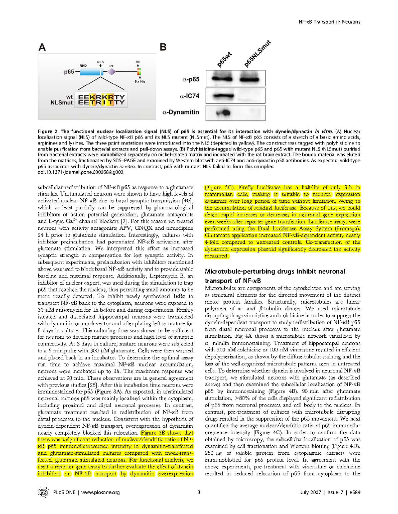 Solved Can you please help me interpret Figures 3B and 3C. | Chegg.com