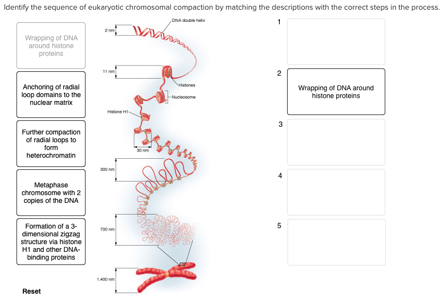 Solved Identify the sequence of eukaryotic chromosomal | Chegg.com
