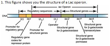 Solved This figure shows you the structure of a Lac operon. | Chegg.com