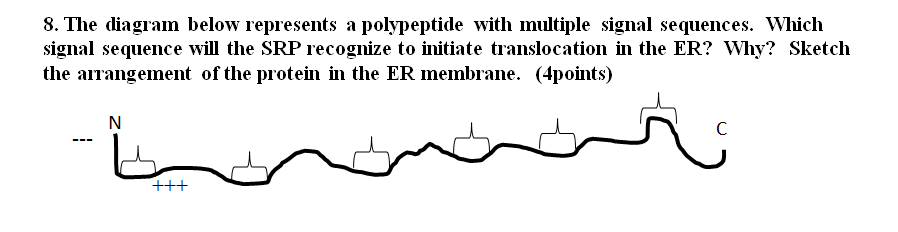 Solved The diagram below represents a polypeptide with | Chegg.com