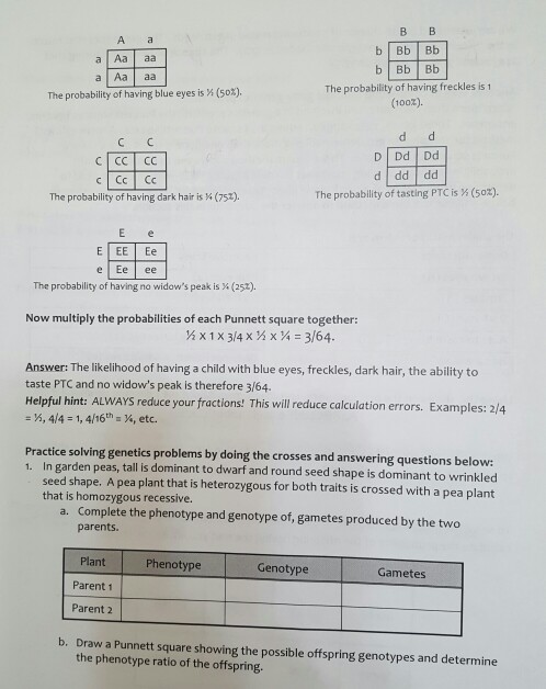 Solved The offspring in this cross would represent the F1 | Chegg.com