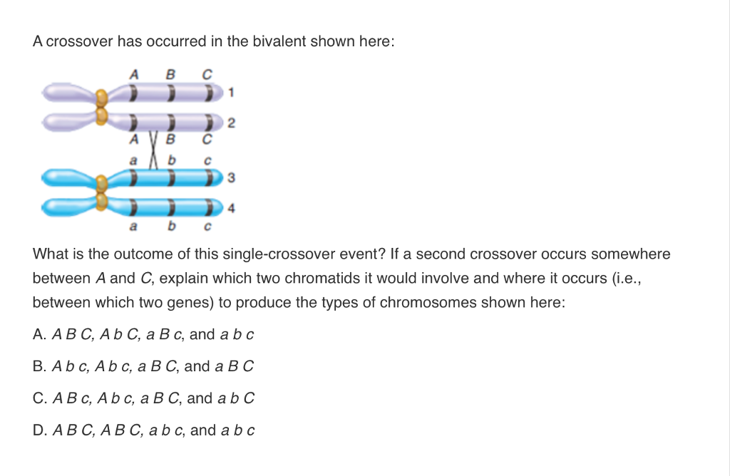 Solved A crossover has occurred in the bivalent shown here: | Chegg.com