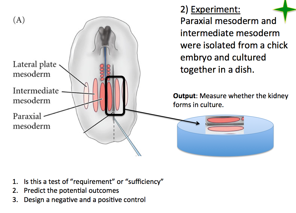 Intermediate Mesoderm