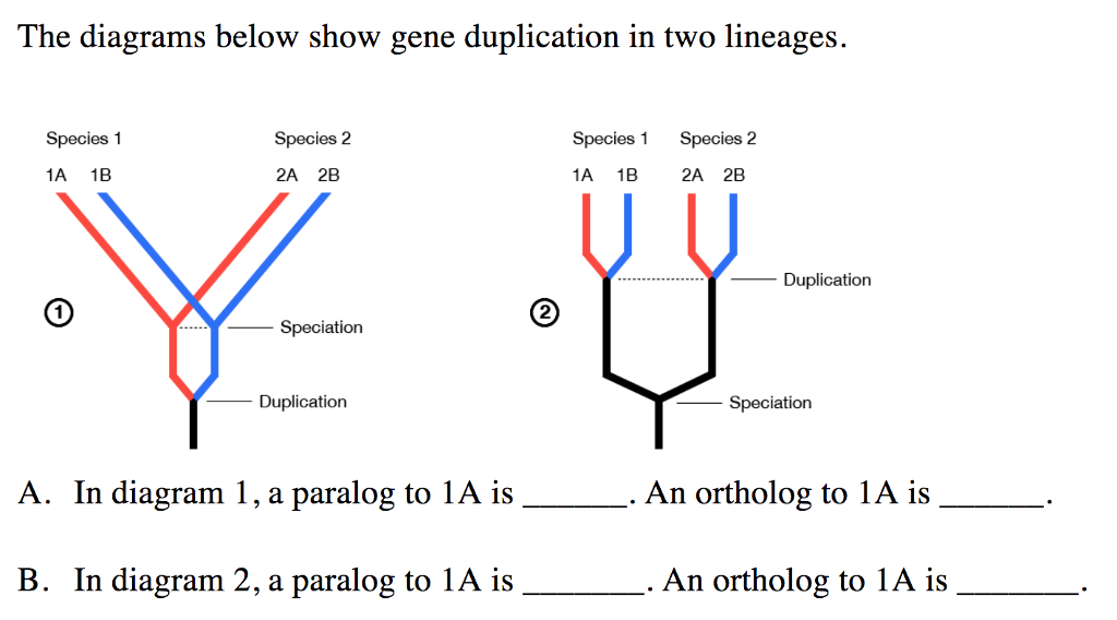 Solved The diagrams below show gene duplication in two | Chegg.com