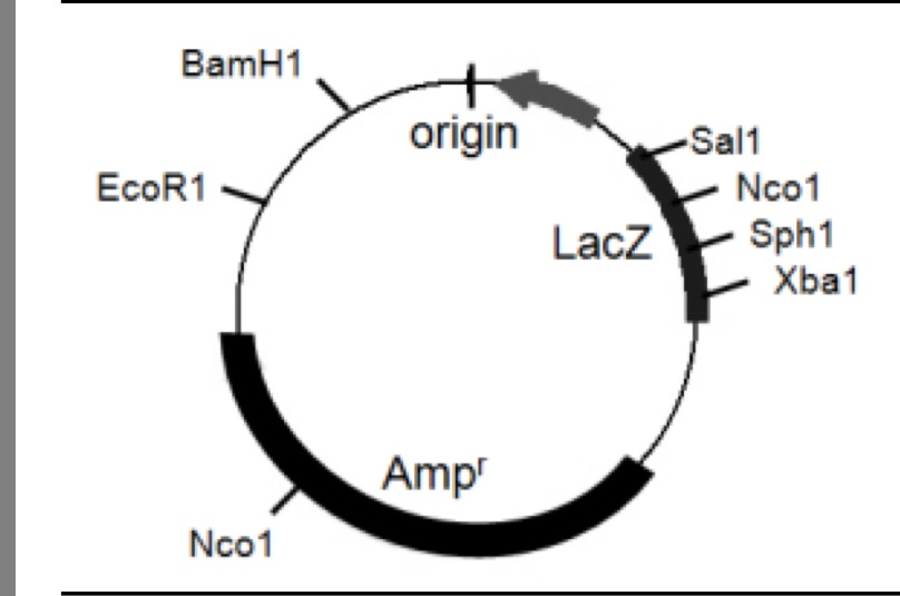 Solved 6. You wish to use the plasmid to the left to clone a | Chegg.com