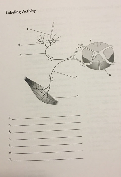 Solved 1. Draw a simple monosynaptic reflex arc and label | Chegg.com