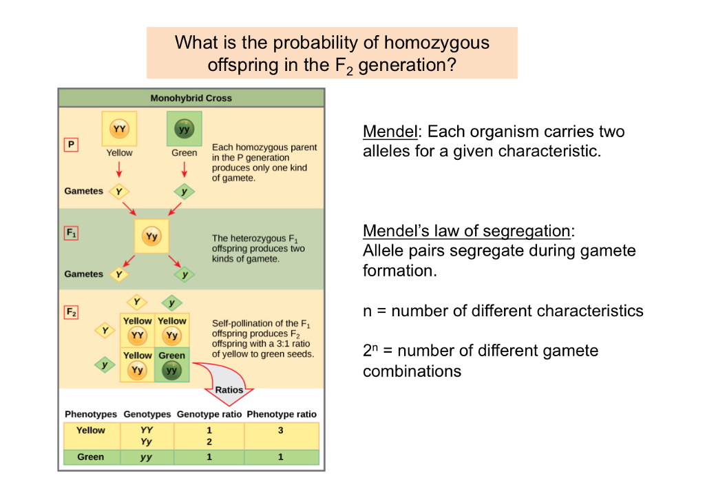 Solved What is the probability of homozygous offspring in | Chegg.com