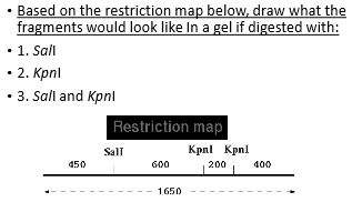 Solved Draw the fragments based on the restriction map ? | Chegg.com