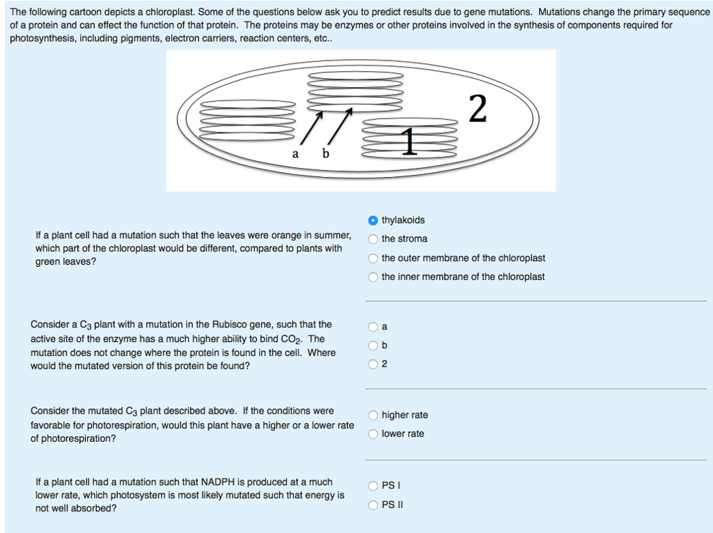 Solved The following cartoon depicts a chloroplast. Some of | Chegg.com