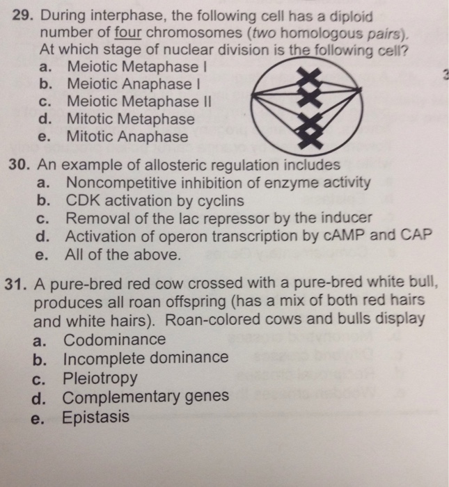 Solved During interphase,the following cell has diploid | Chegg.com